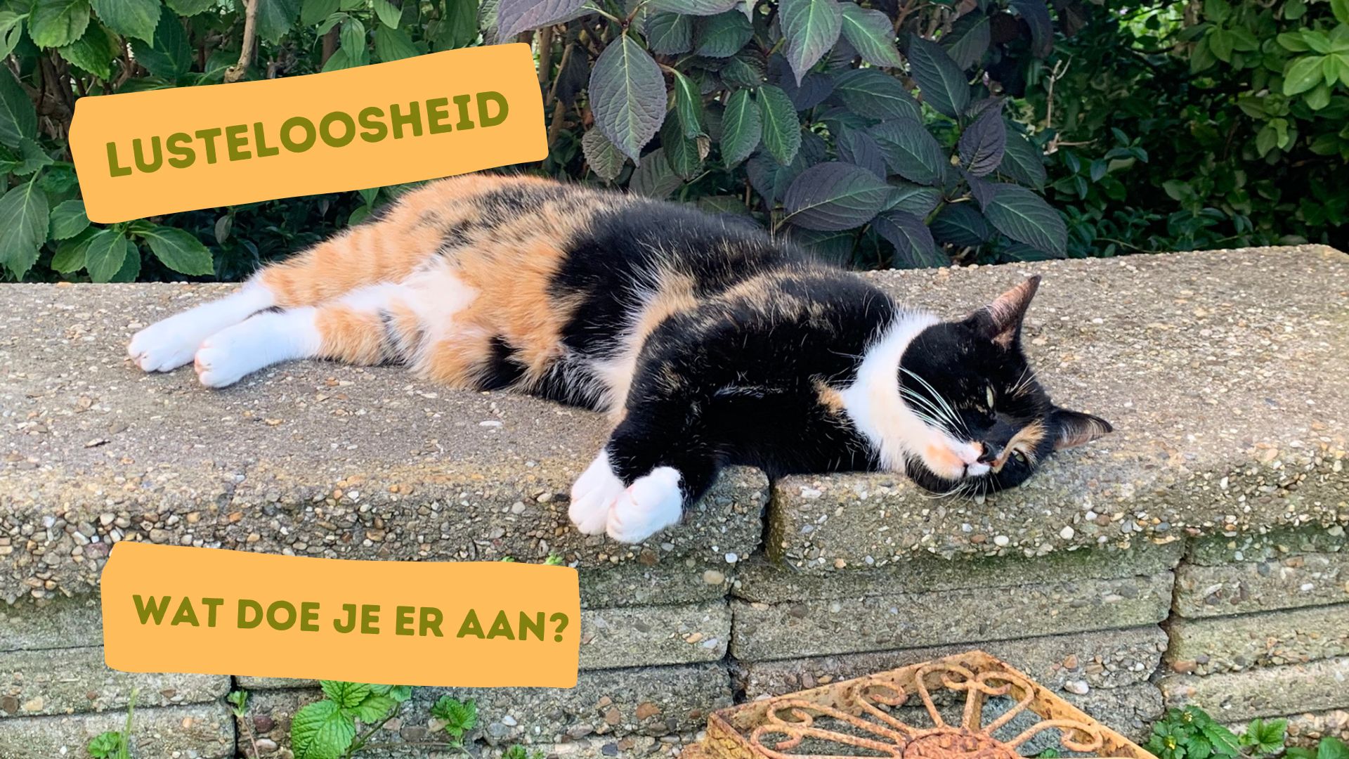 Video: wat als je dier niet lekker in z'n vel zit en lusteloos is? - De ...