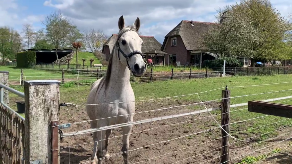 Hoe ga je om met veranderingen voor je dier? - video - De Groene Os