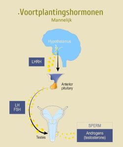 Hormonen en je dier - de voortplanting - De Groene Os