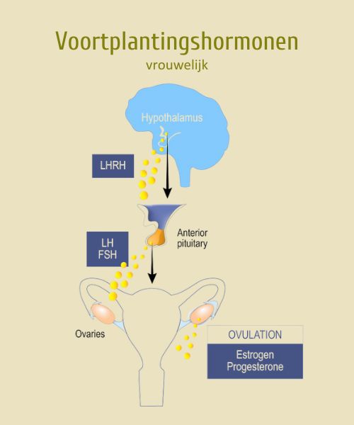 Hormonen en je dier - de voortplanting - De Groene Os