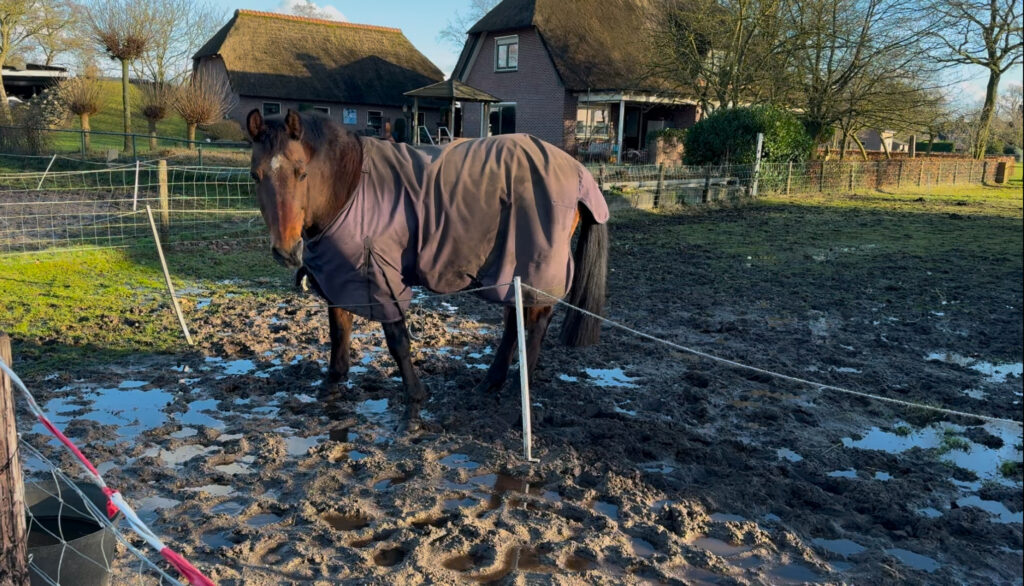 Wordt je dier stijf en stram? Welk product kan helpen? - video - De ...