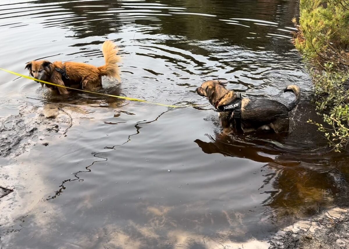 Voorkomen en herstellen: cold water tail bij honden - De Groene Os